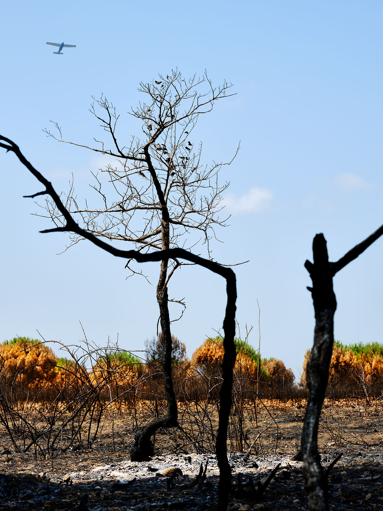 Nature - John MacLean